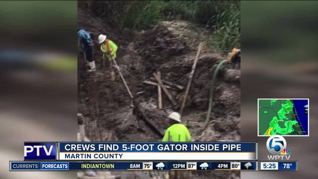 [VIDEO] Florida Construction Workers Encounter 5 Foot Alligator in ...
