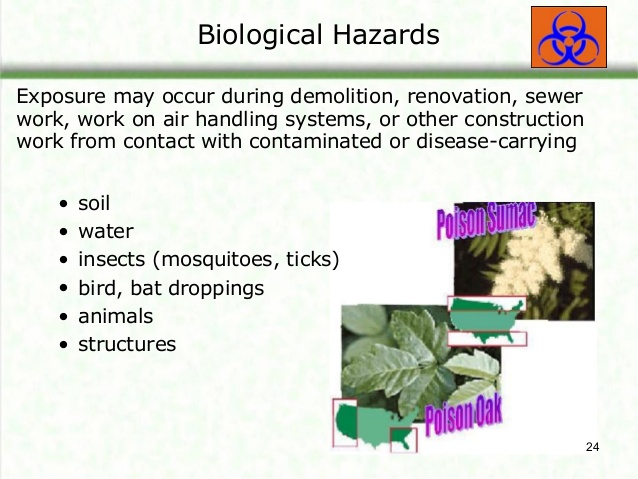 Common Animal and Insect Hazards in Construction Work | BuildPay